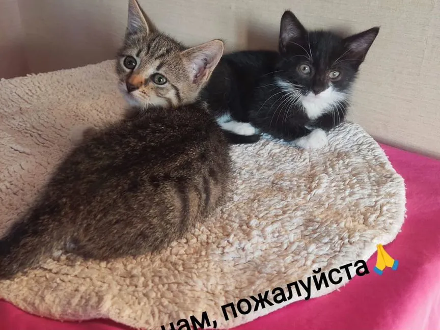 Котята. Очень ищут дом и помощь