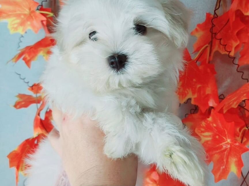 Мальтийская болоночка