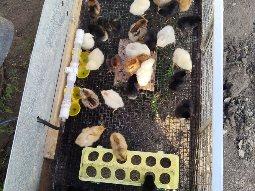 Цыплята несушки