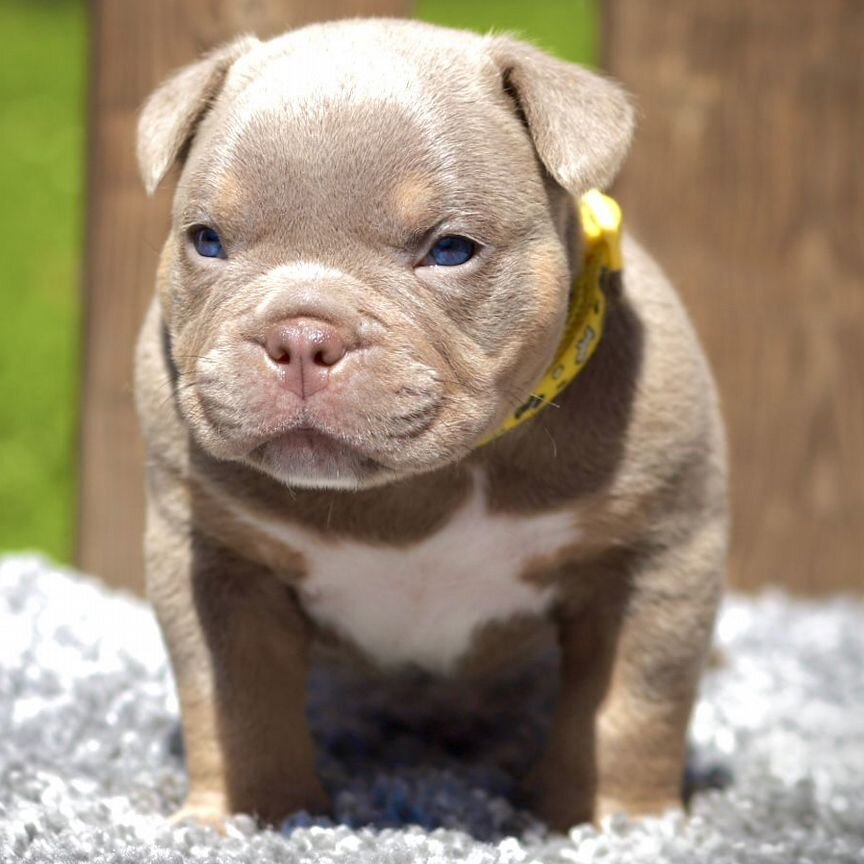 Американский булли, щенок