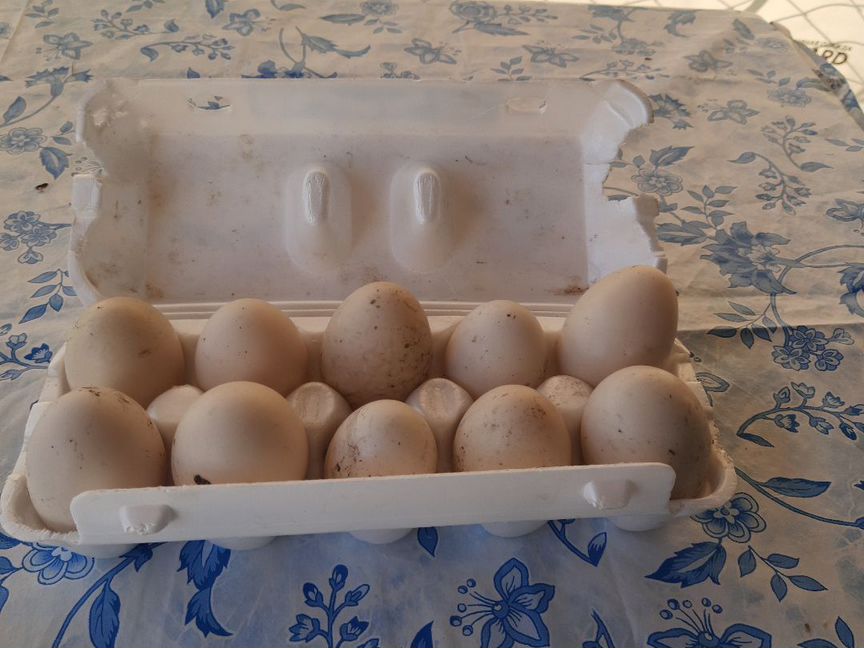 Утиные яйца