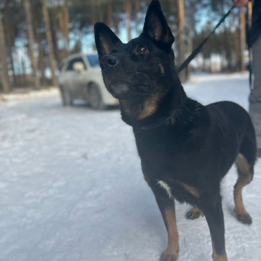 Собака в добрые руки отдам бесплатно