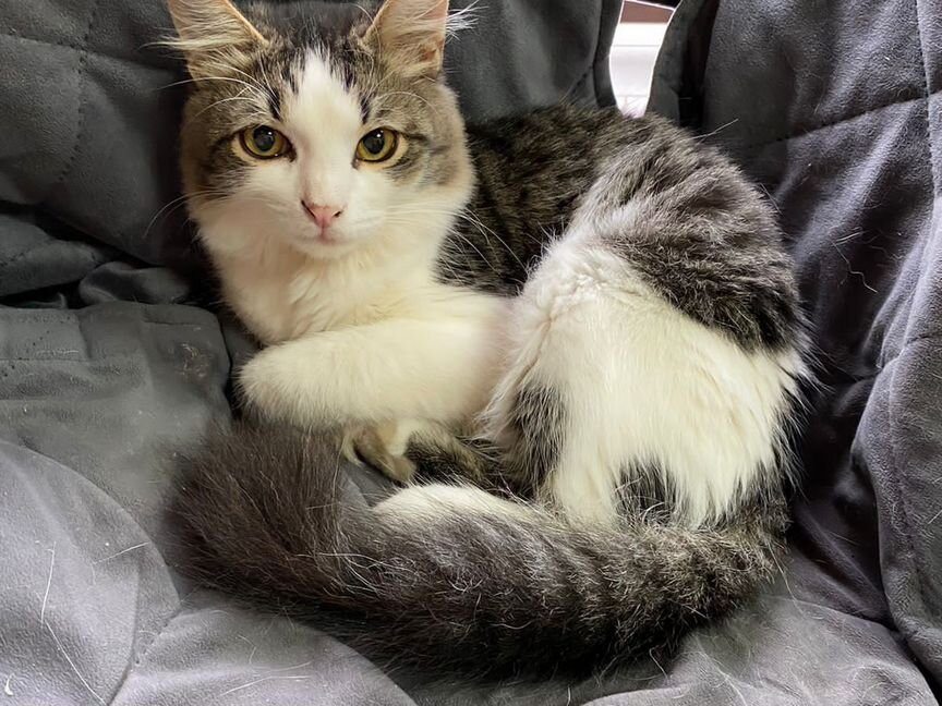 Котенок привитый ласкун