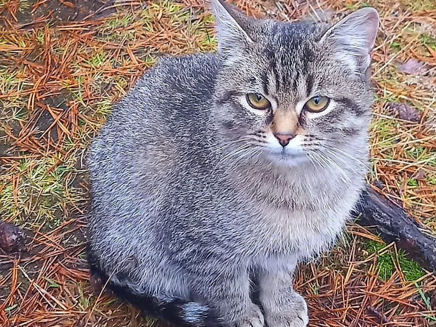 Котенок полосатик ручной в хорошие руки
