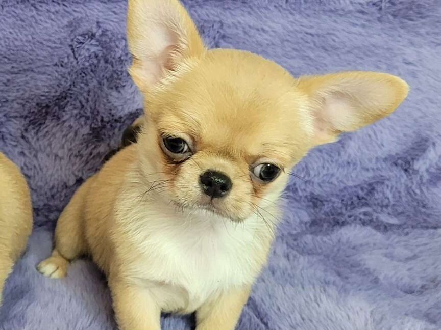 Чихуахуа мальчик