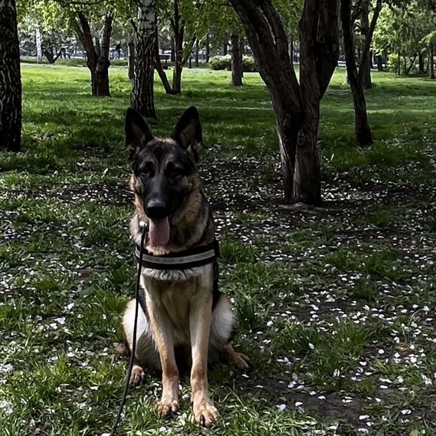 Немецкая овчарка, вязка