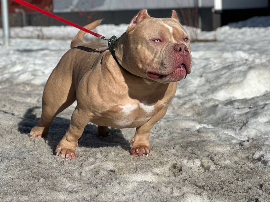 Американский Булли покет(вязка)