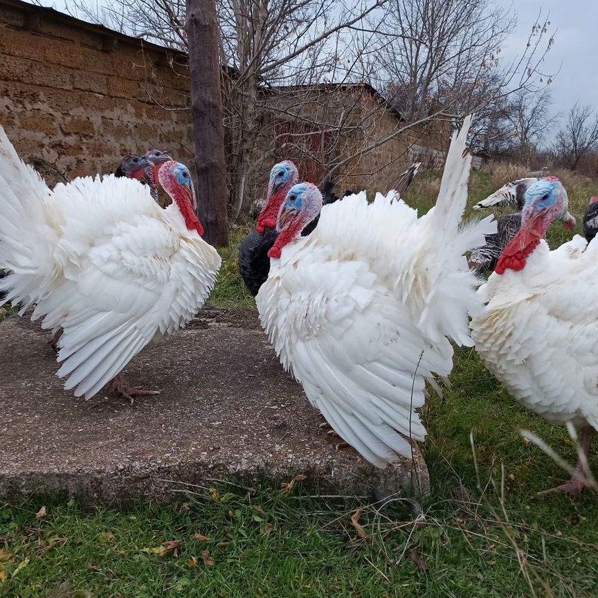 Индюки домашние