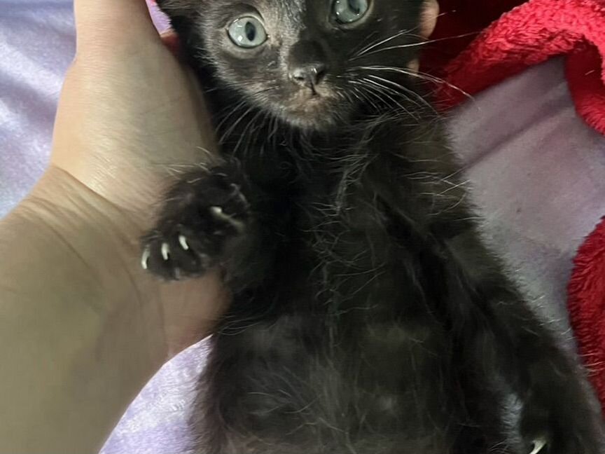 Котята в добрые руки 2 месяца