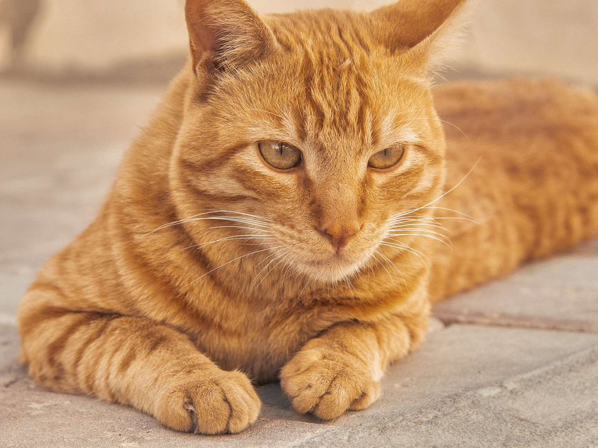 Красивый рыжий кот мышелов в дом