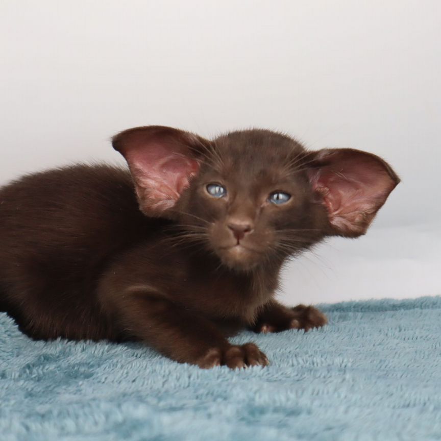 Ориентальные экстримальные котята