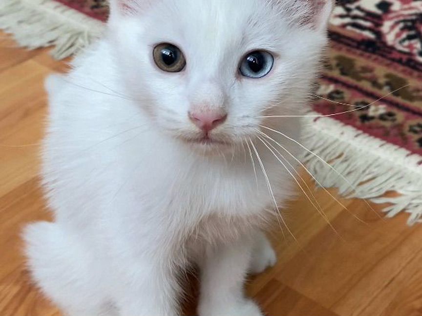 Котенок в добрые руки