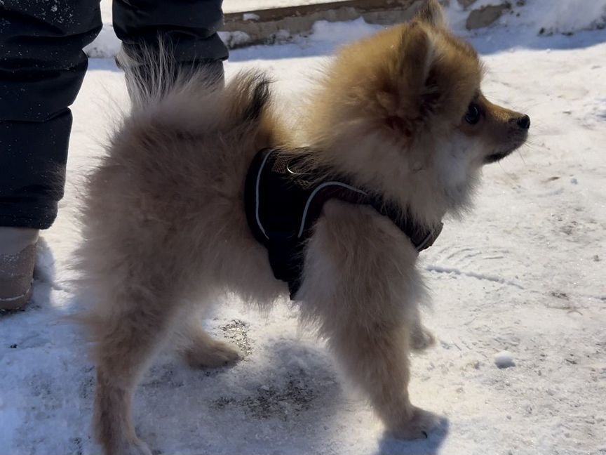 Померанский немецкий шпиц