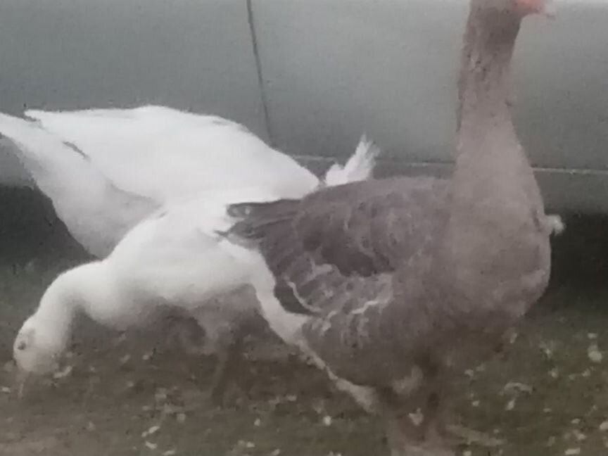 Домашние гуси