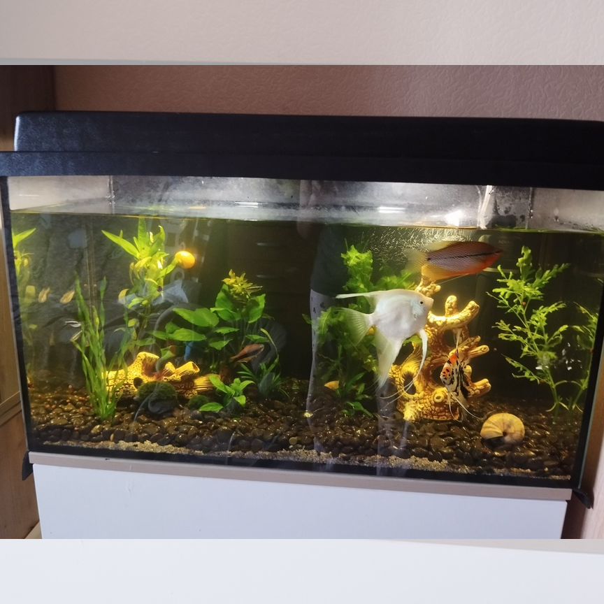 Аквариум на 75 литров