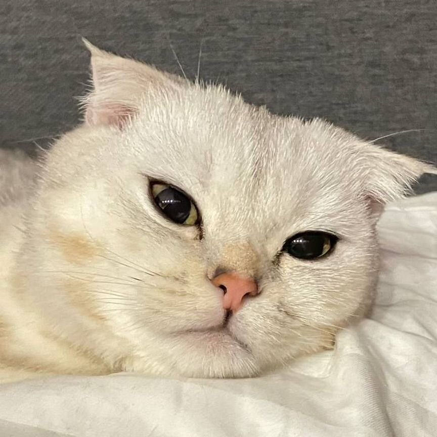 Вязка с шотландской вислоухой кошкой