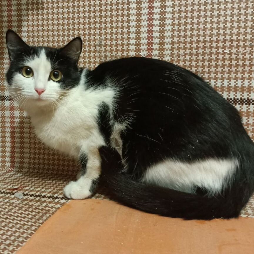 Кошечка ласкуша