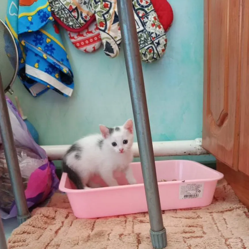 Котенок мальчик