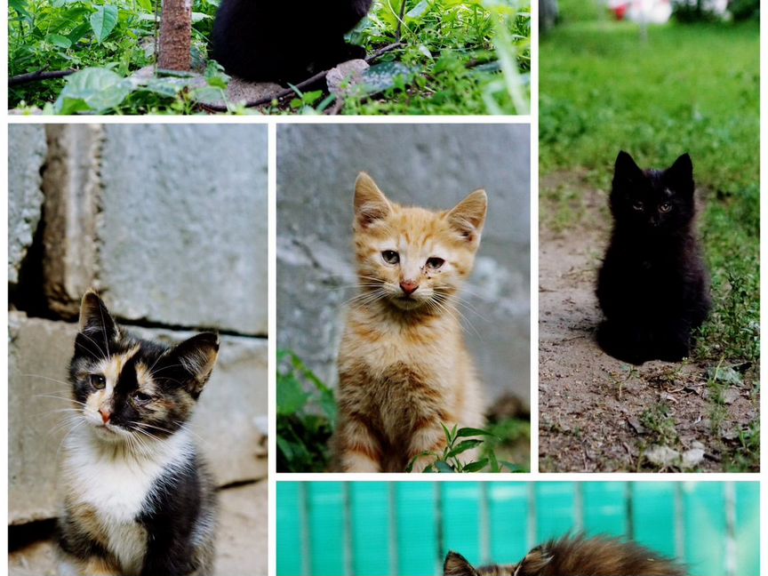 Котята одни выживают на улице