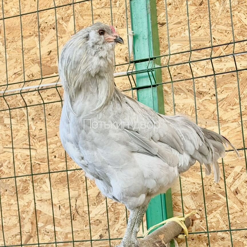 Пеух породы Амераукана лаванда