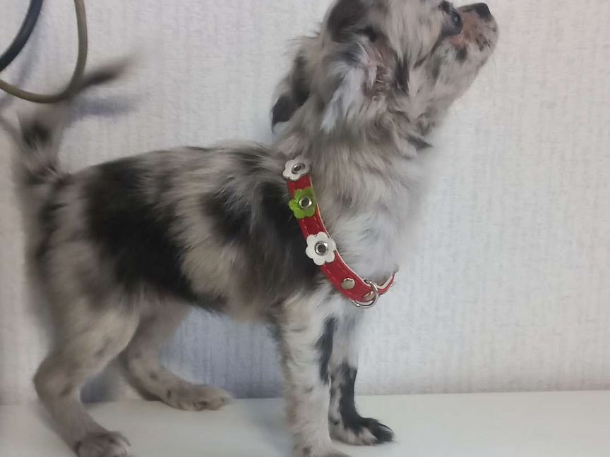 Принцессы чихуахуа
