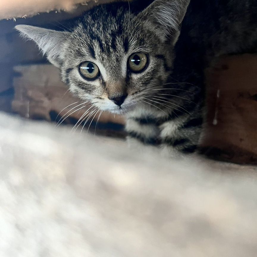 Котенок в добрые руки