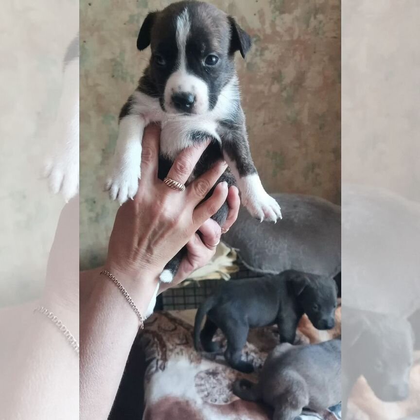 Щенок в добрые руки