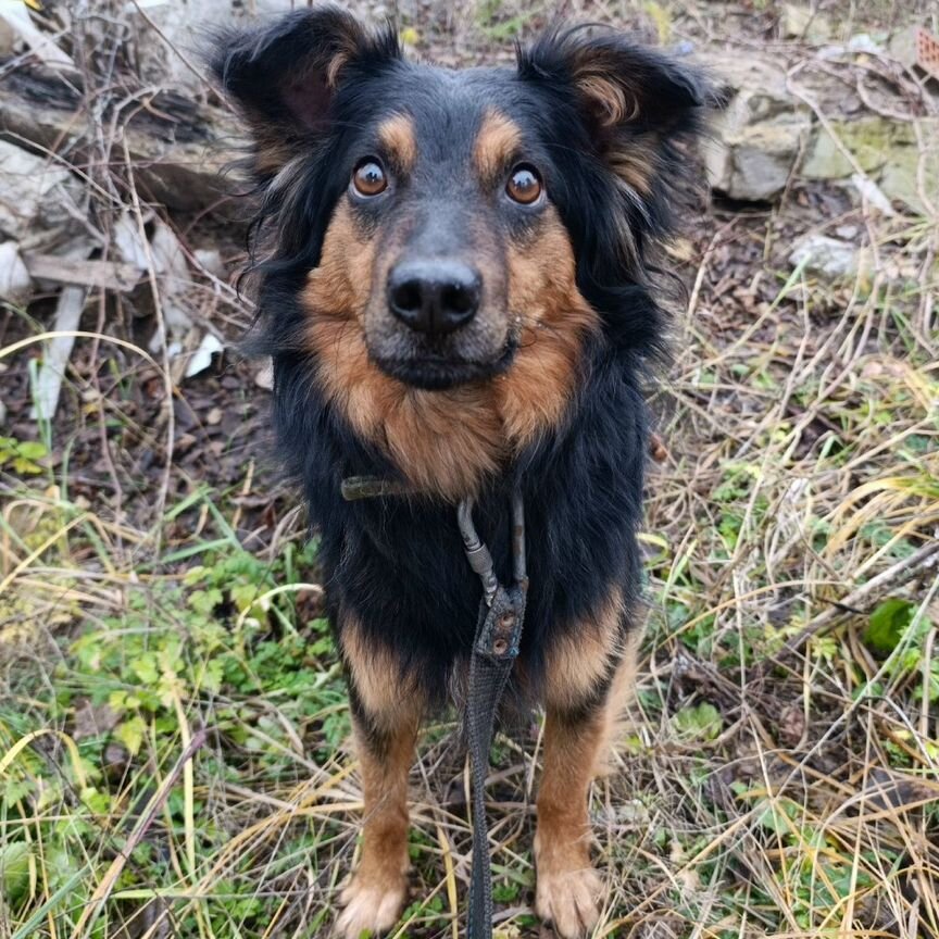 Взрослая собака в добрые руки