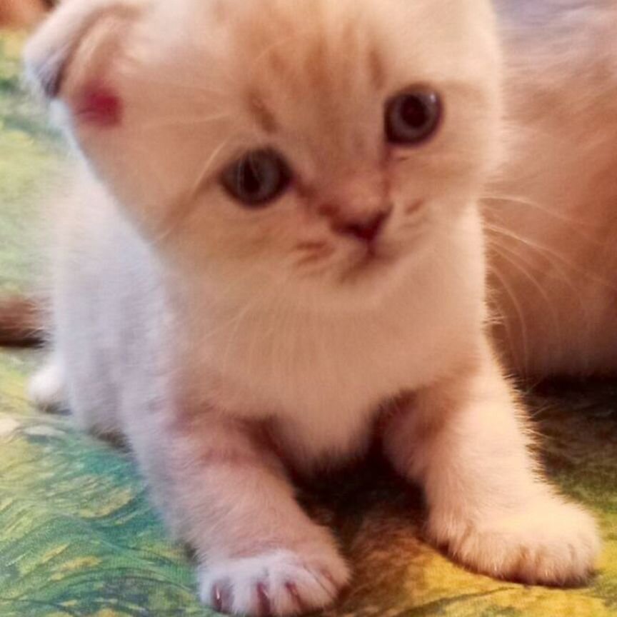 Шотландские котята