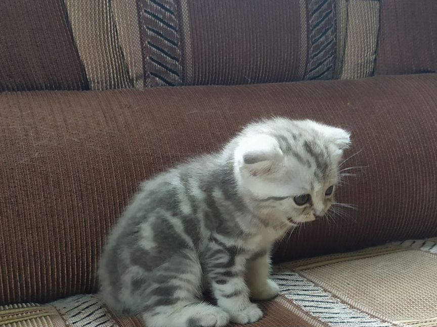 Мраморная кошечка