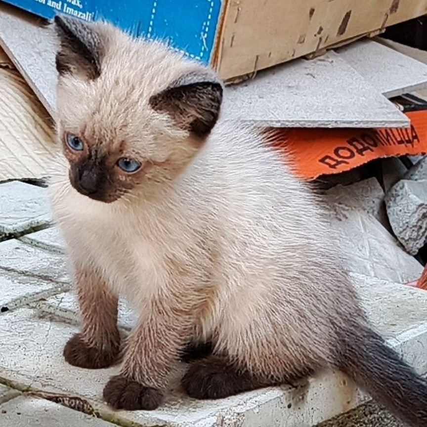 Сиамский котёнок