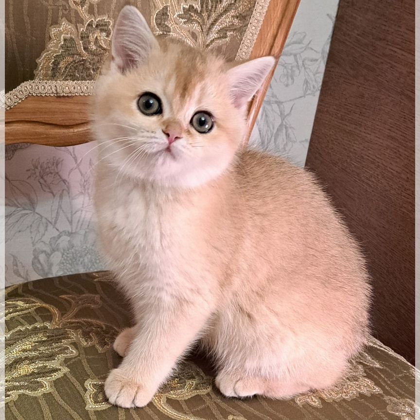 Шотландский прямоухий короткошёрстный котёнок