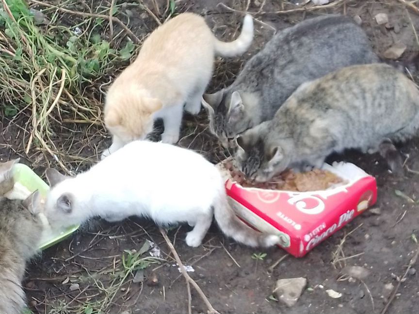 Котята в добрые руки