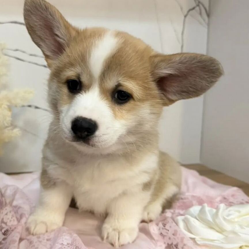 Вельш Корги Пемброк, щенок