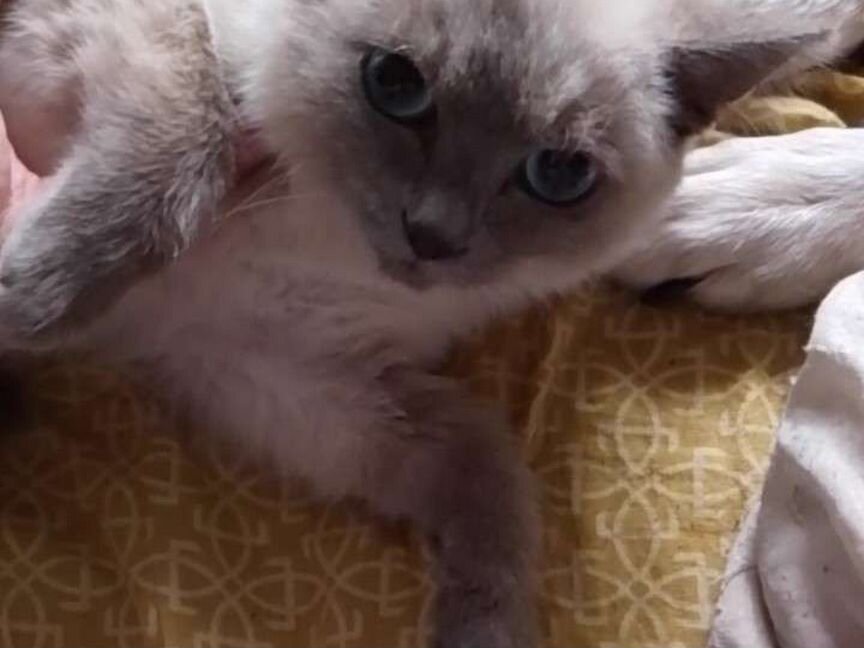 Котенку необходим дом