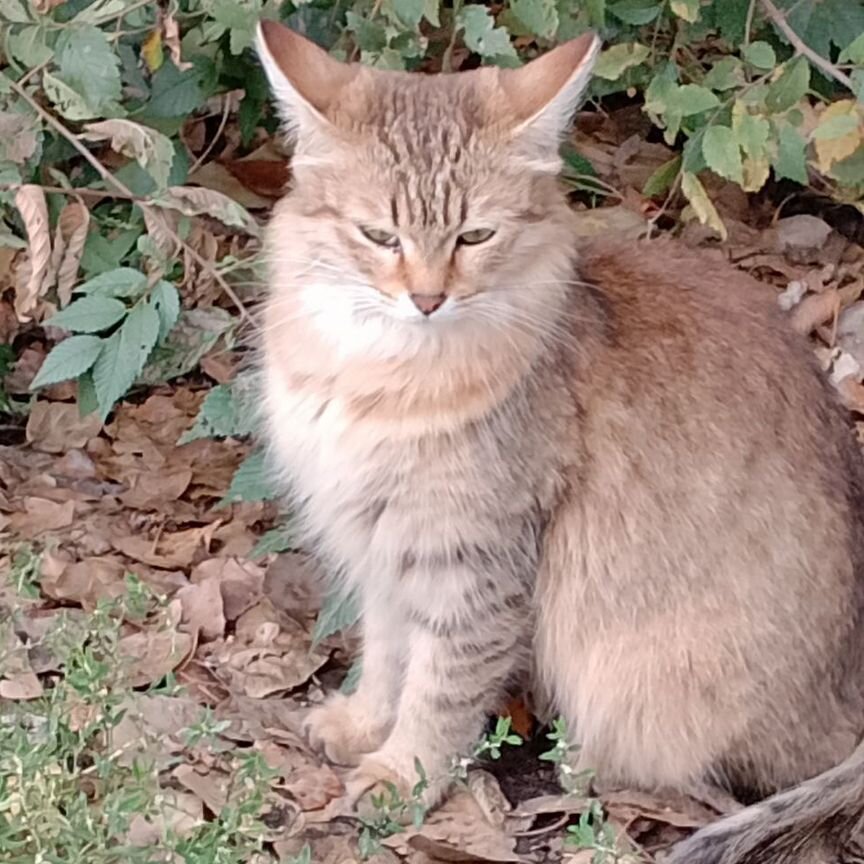 Кошечка в добрые руки