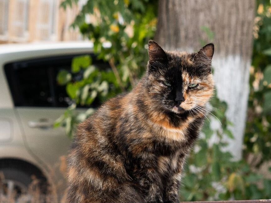 Кошечка ищет семью