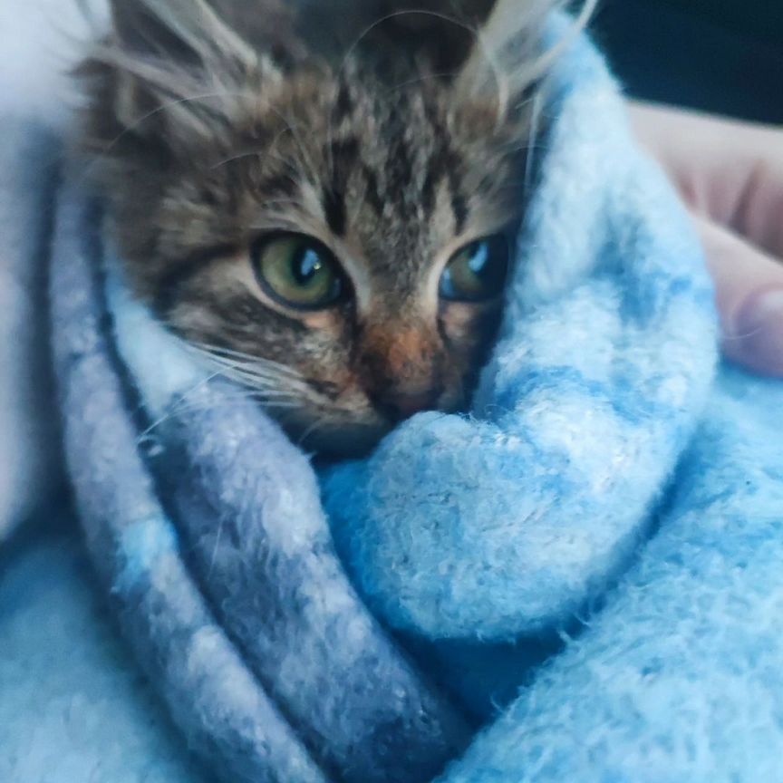 Котенок в добрые руки