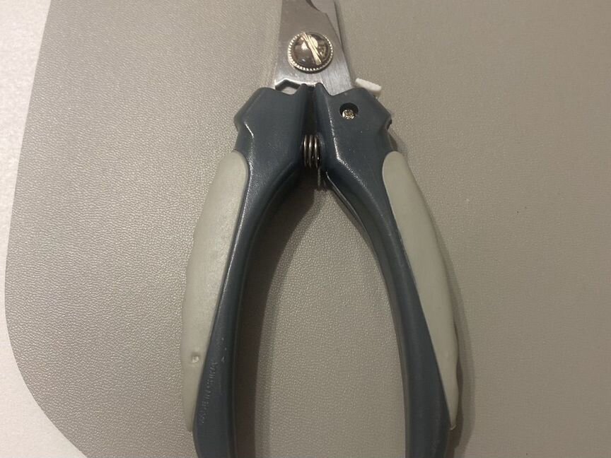 Домашние животные собаки