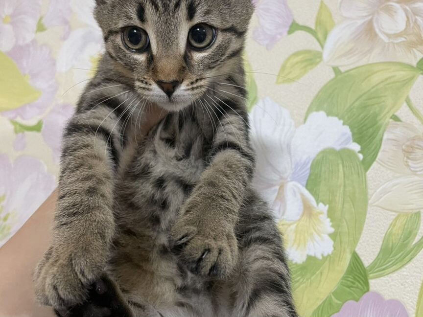 Кошечка в добрые руки, мама- бенгальская