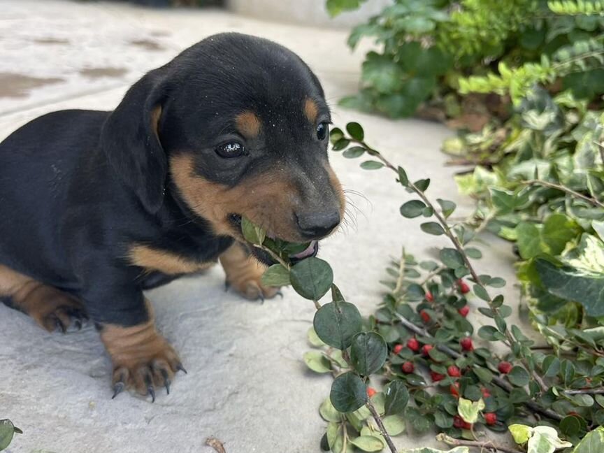 Продам щенка таксы