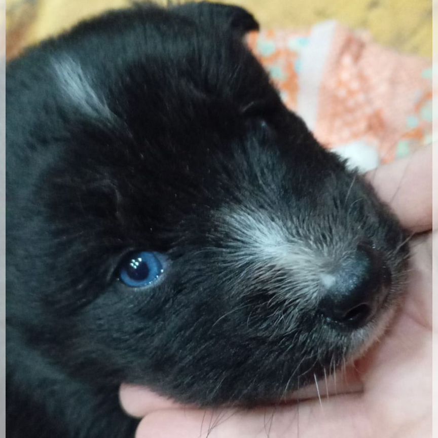 Отдадим щенят в добрые руки