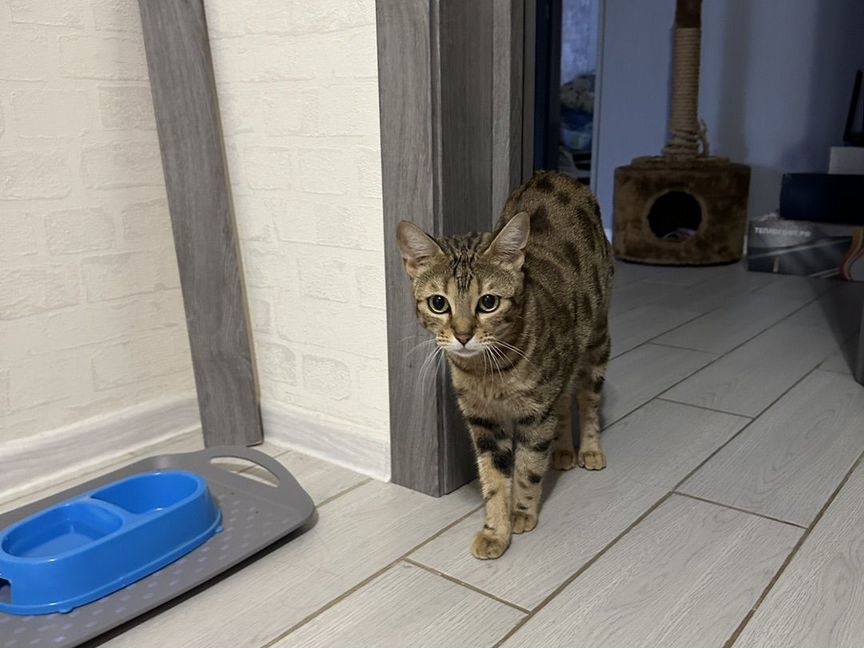 Кошка Бенгал