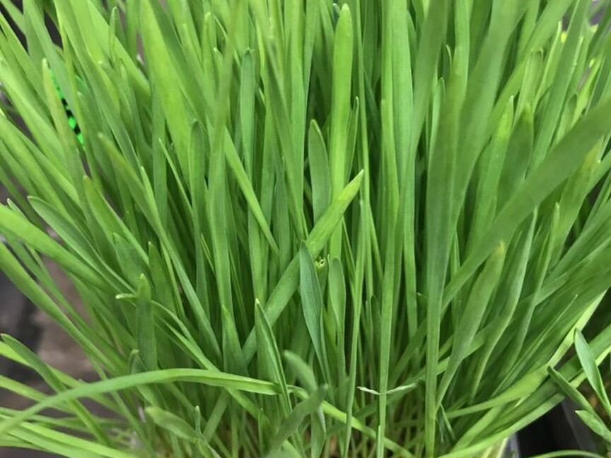 Трава для животных