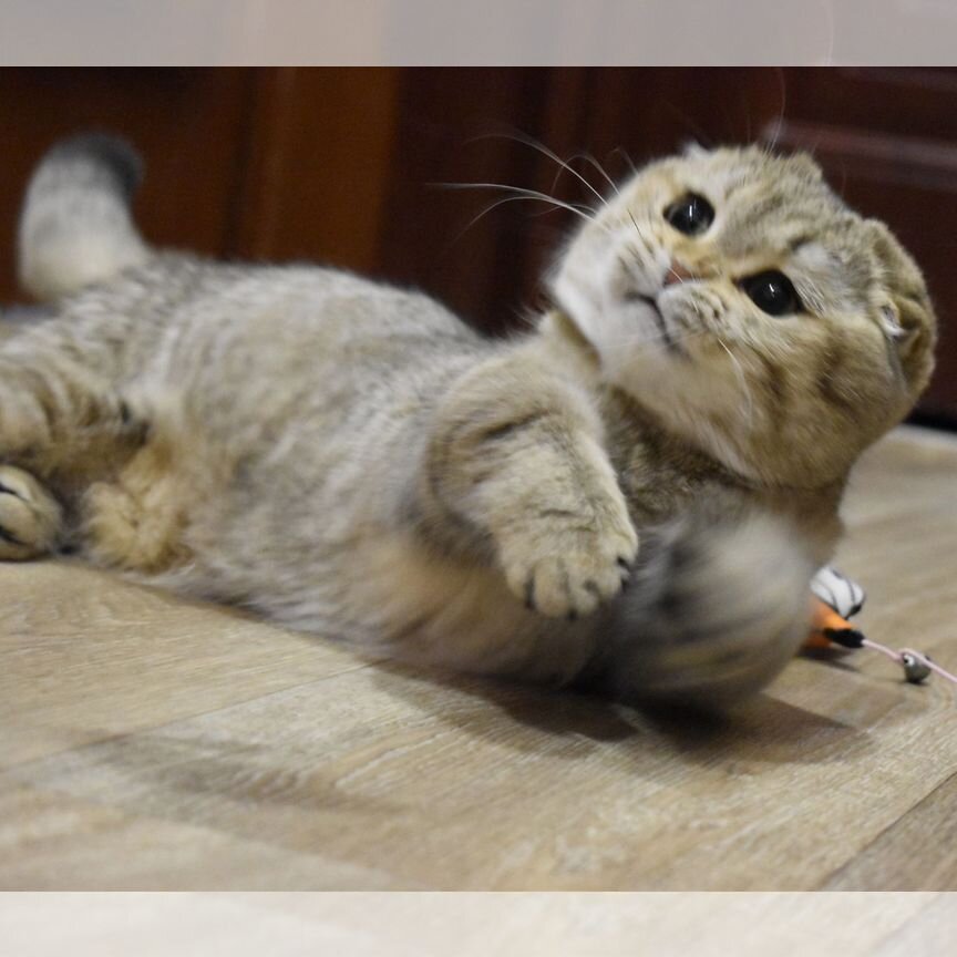 Манчкин килт котята золотые