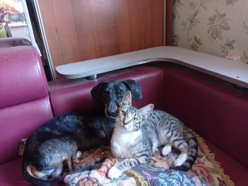 Ориетальный кот