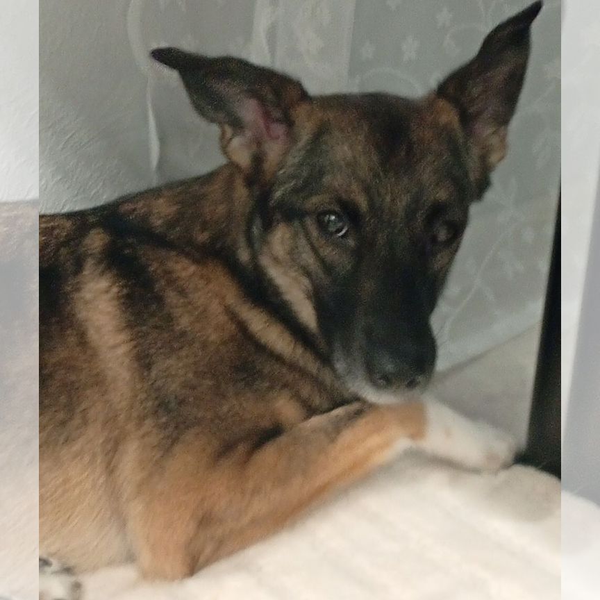 Взрослая собака в добрые руки