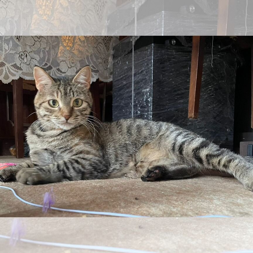 Кошка живёт одна нужен дом