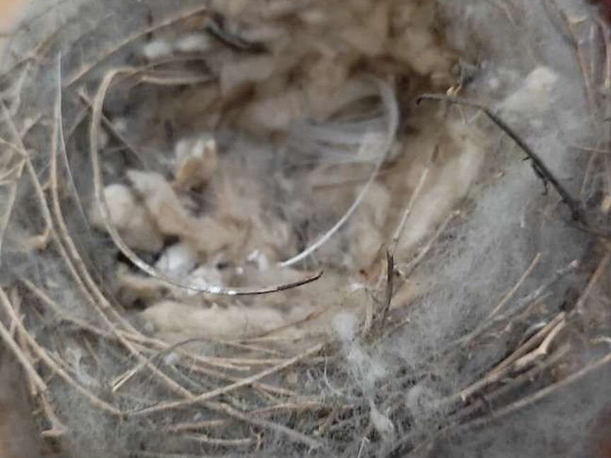 Гнездо птичье природное для инсталляции