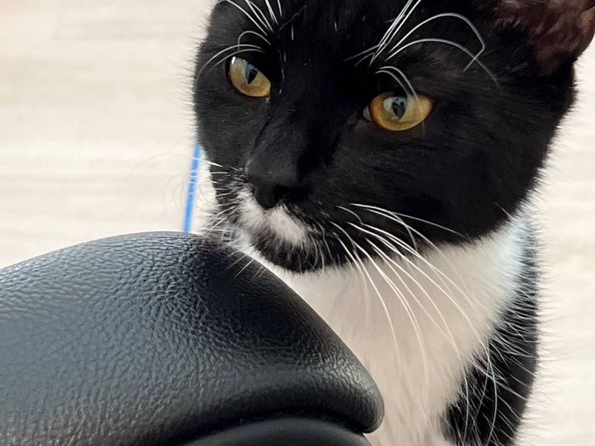 Котик бриллиантик